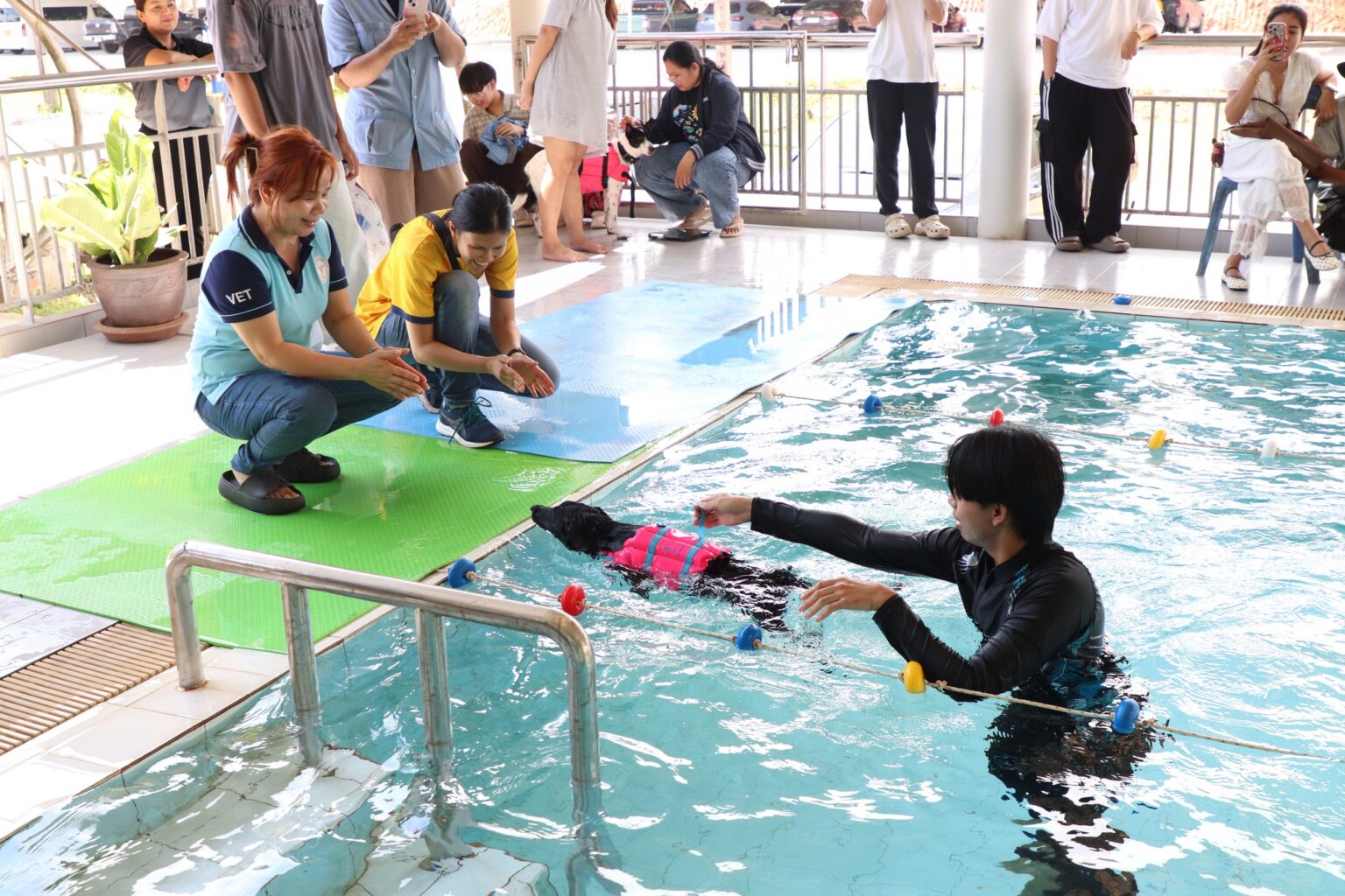 Faculty of Veterinary Science, RMUTSV Organizes a Dog Swimming ...